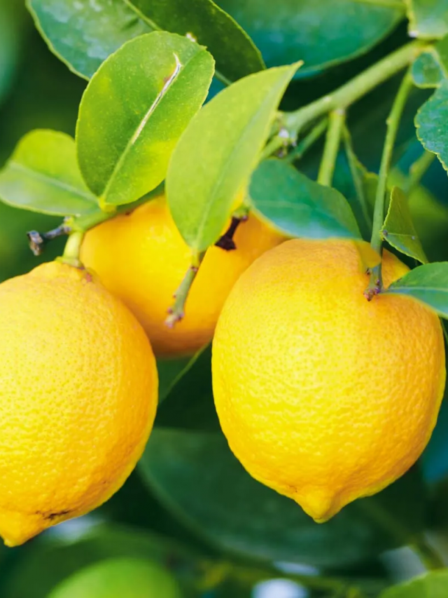 नींबू के ये 5 घरेलू उपयोग कमाल के हैं - Vistaar NEWS